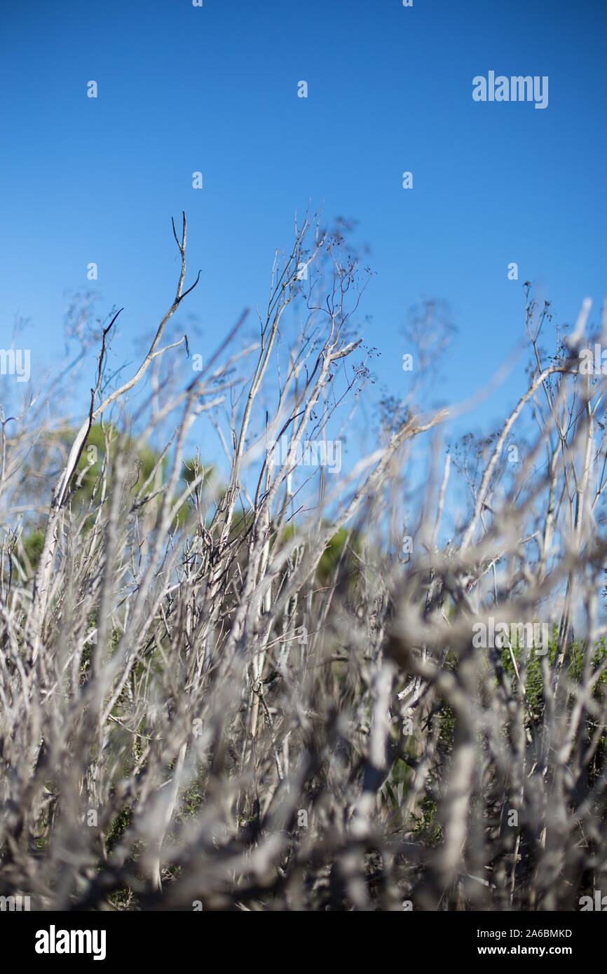 Dry Grasses High Resolution Stock Photography and Images - Alamy