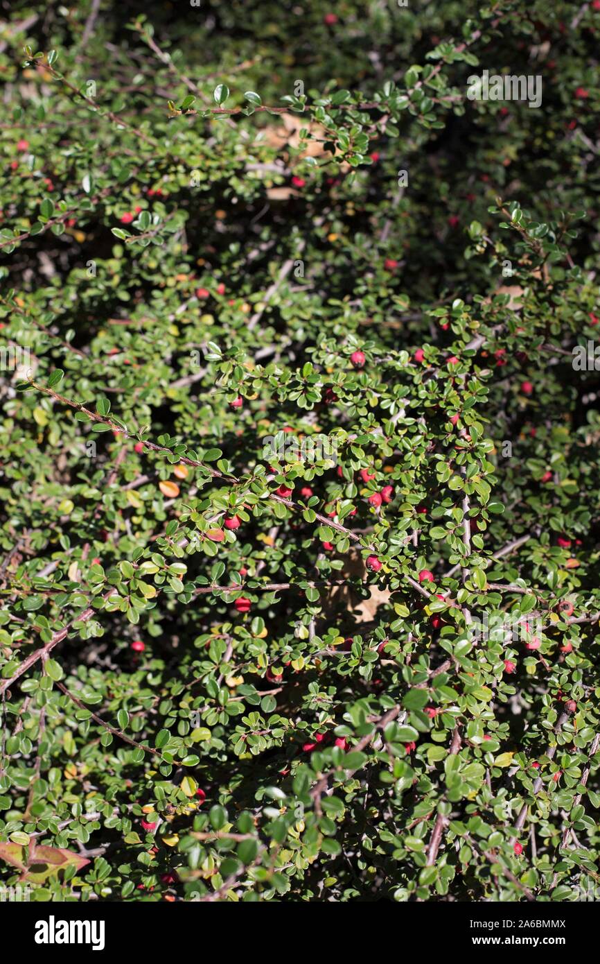 Cotoneaster adpressus - creeping cotoneaster Stock Photo - Alamy