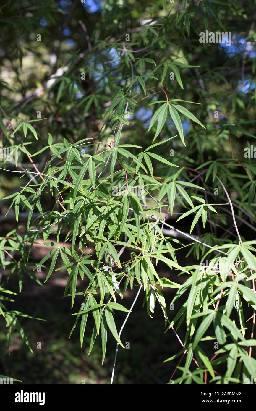 Five Lobed Leaves High Resolution Stock Photography and Images - Alamy