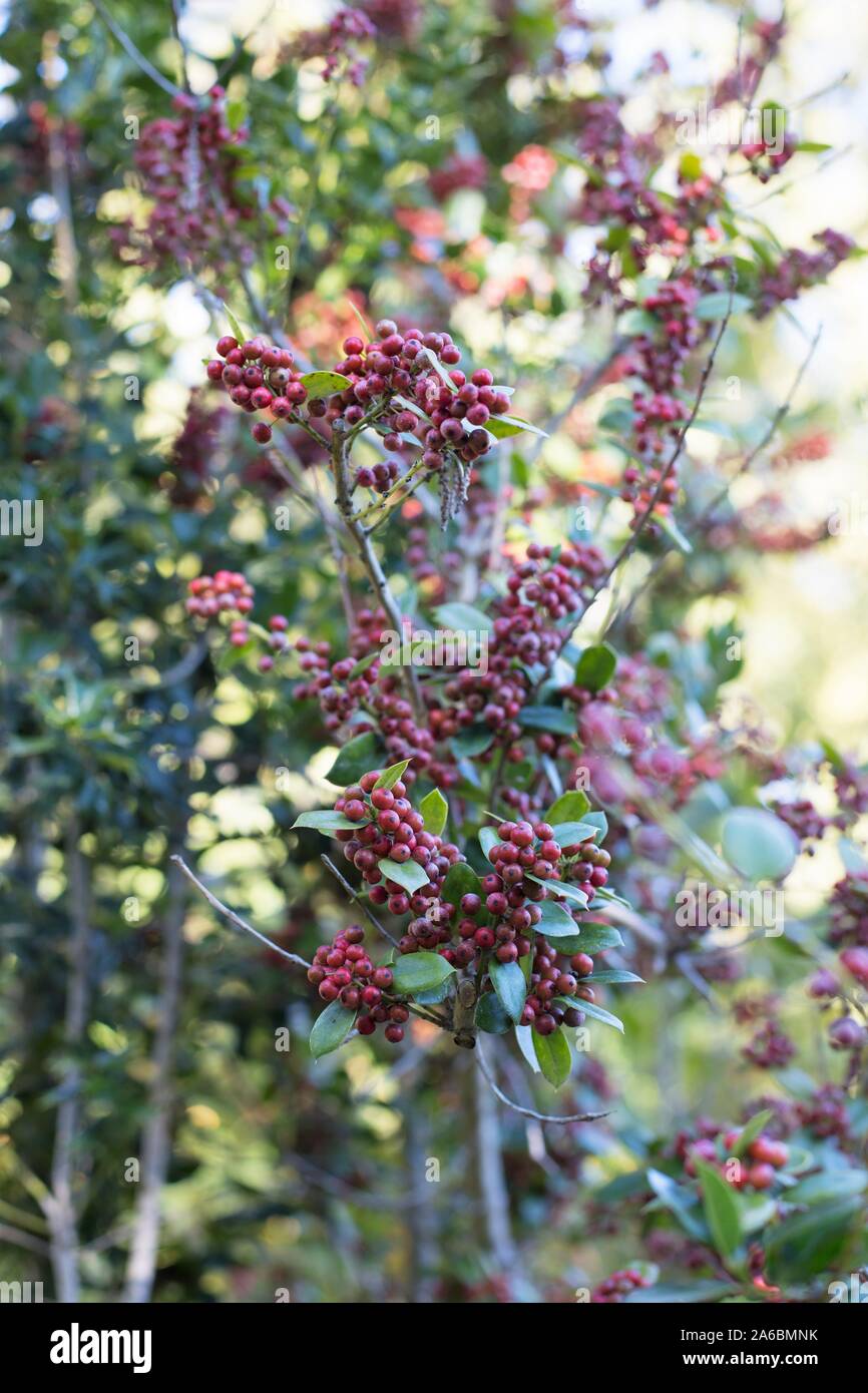 Ilex dimorphophylla, the Okinawa holly shrub Stock Photo - Alamy