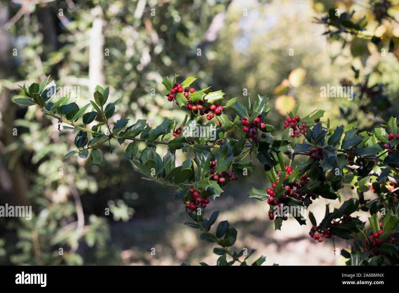 Ilex dimorphophylla, the Okinawa holly shrub Stock Photo - Alamy