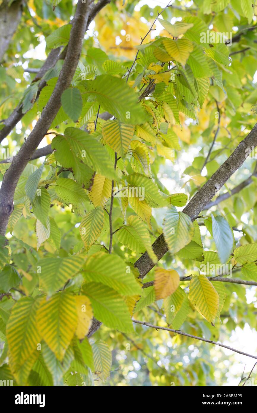 Cherry birch hi-res stock photography and images - Alamy