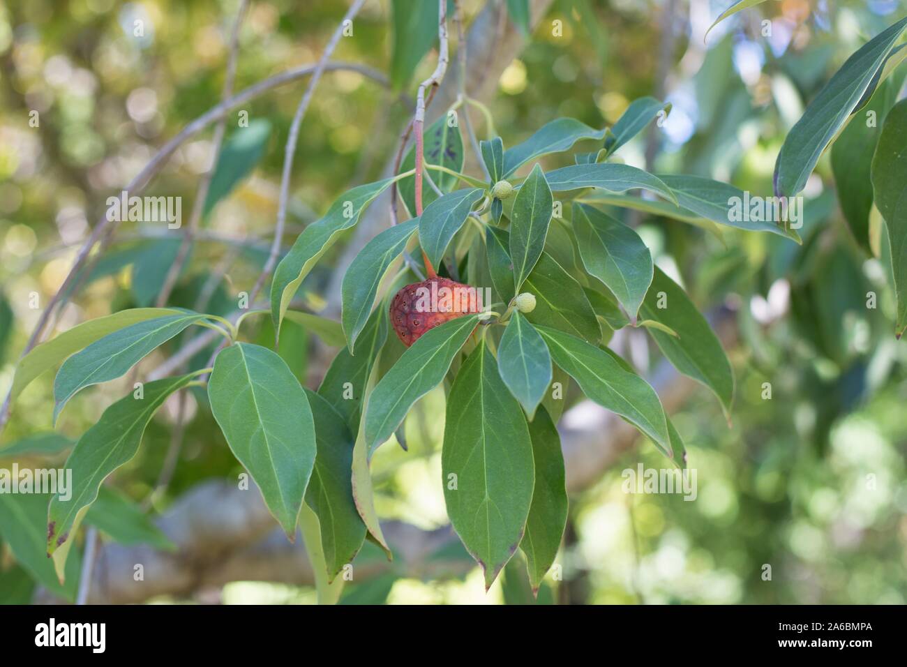 Cornus capitata hi-res stock photography and images - Alamy