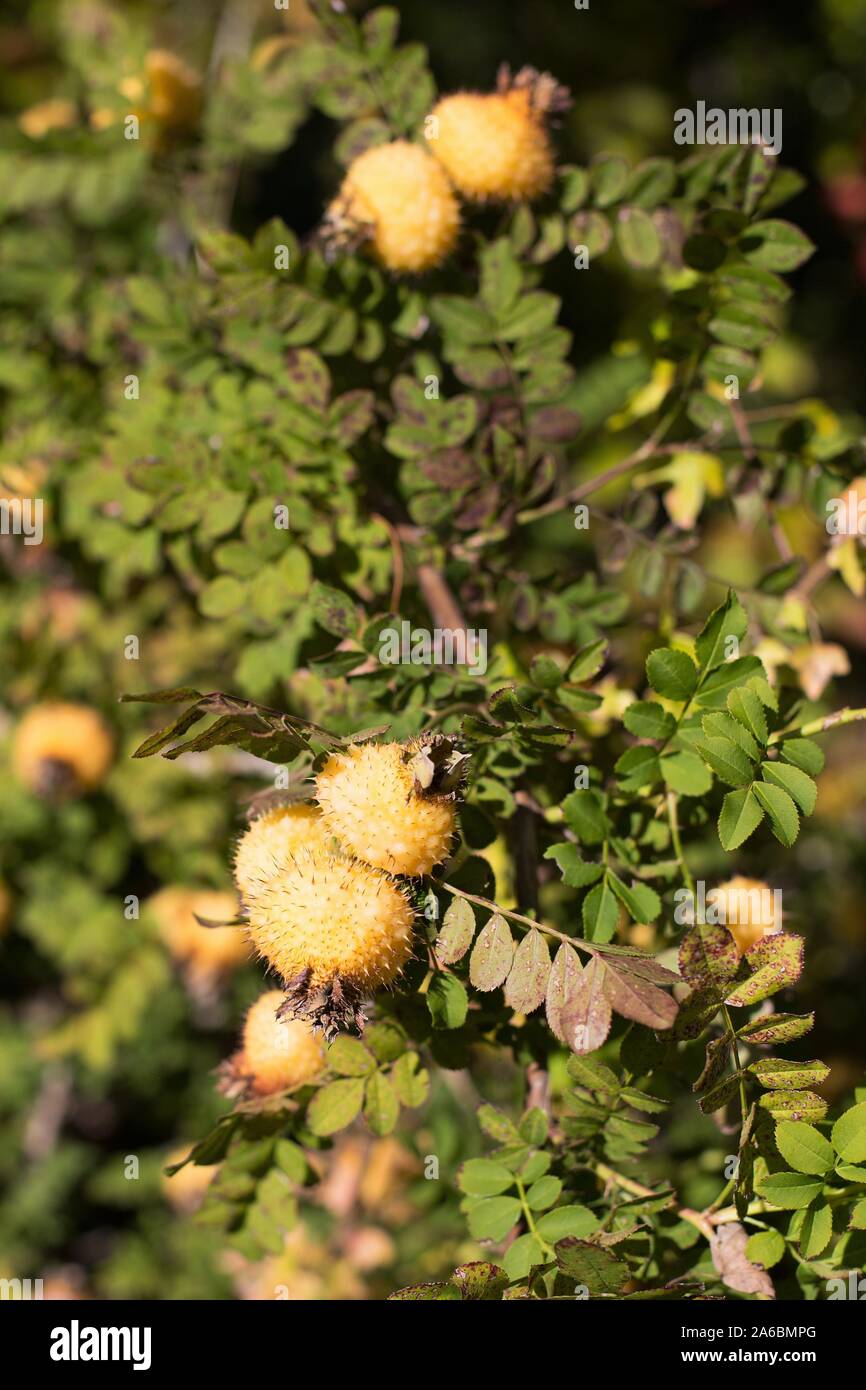 Rosa roxburghii hi-res stock photography and images - Alamy