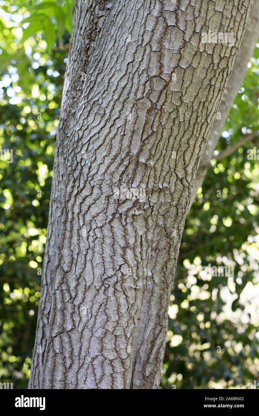 Rhus punjabensis 'Sinica' tree trunk Stock Photo - Alamy