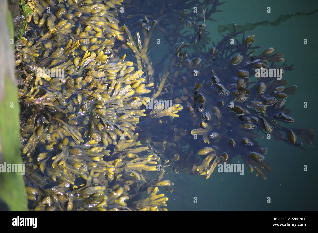 Bladder Wrack Seaweed Stock Photos & Bladder Wrack Seaweed Stock Images ...