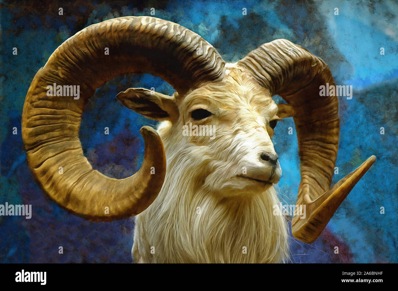 Arkhar hi-res stock photography and images - Alamy