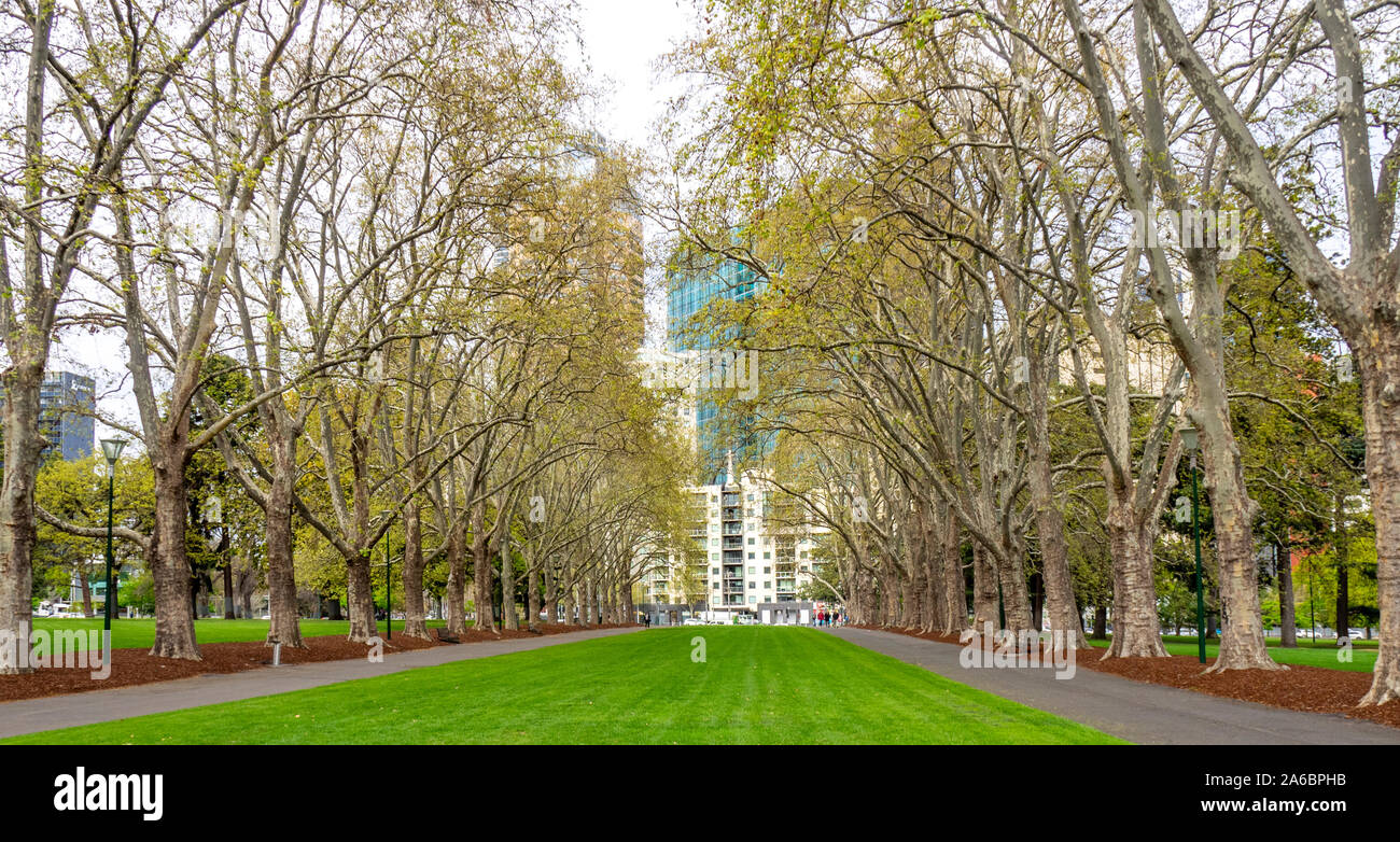 Tree Allee High Resolution Stock Photography and Images - Alamy