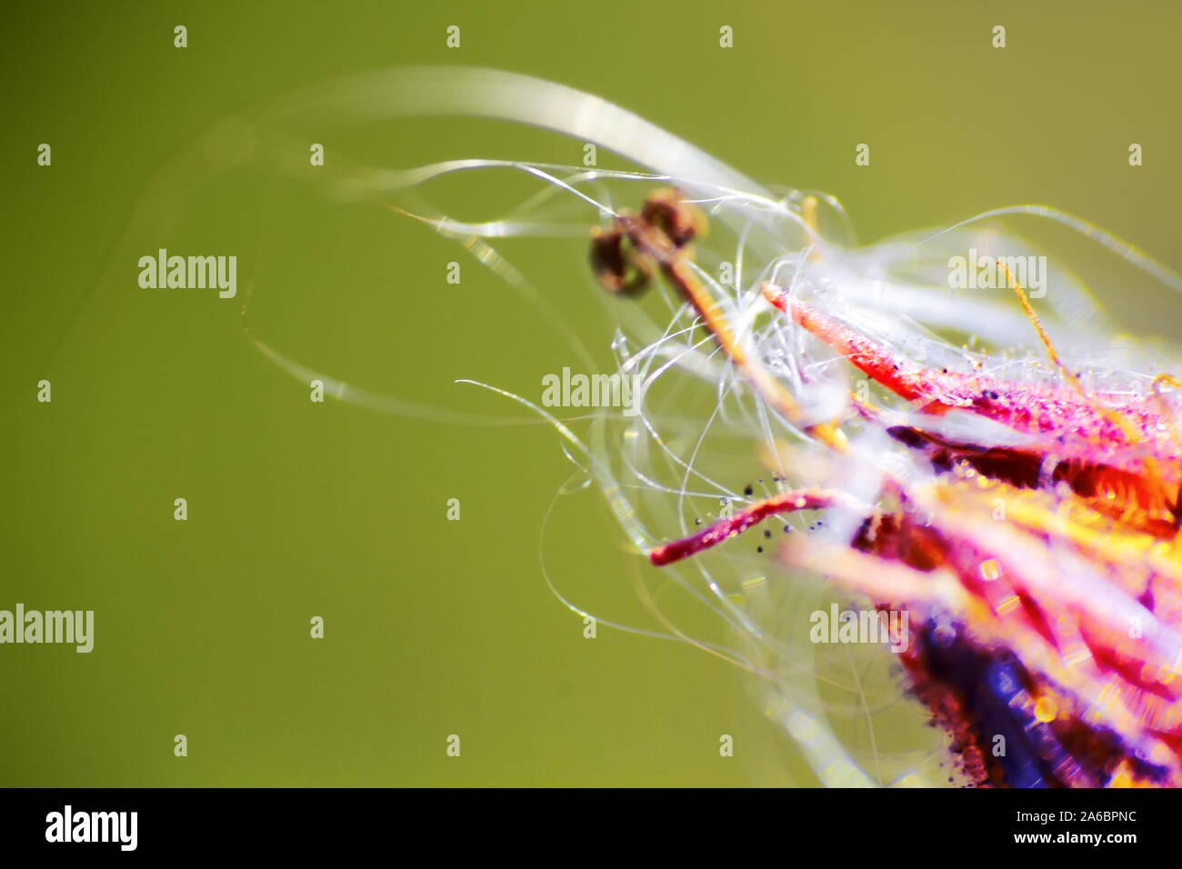 The plant fruits is wraped with fiber, woolly, feather, threads fruit ...