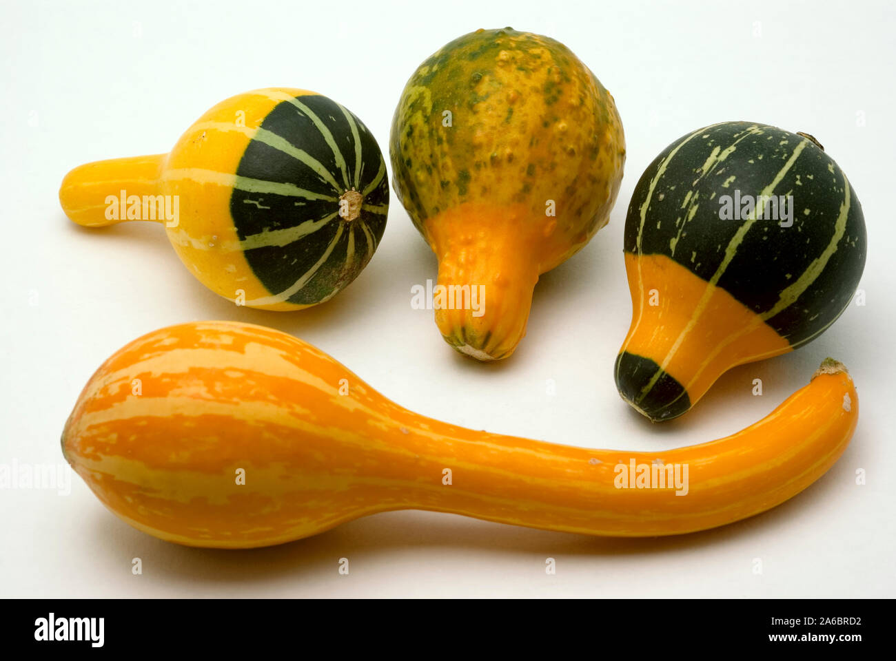Ornamental gourds hi-res stock photography and images - Alamy