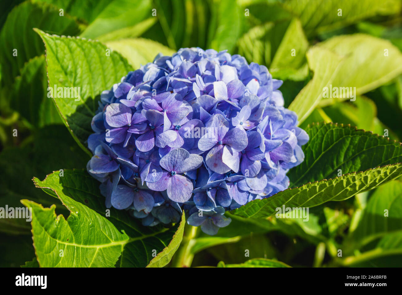 Beautiful purple wild hydrangeas flowers on Sao Miguel Island, Azores ...