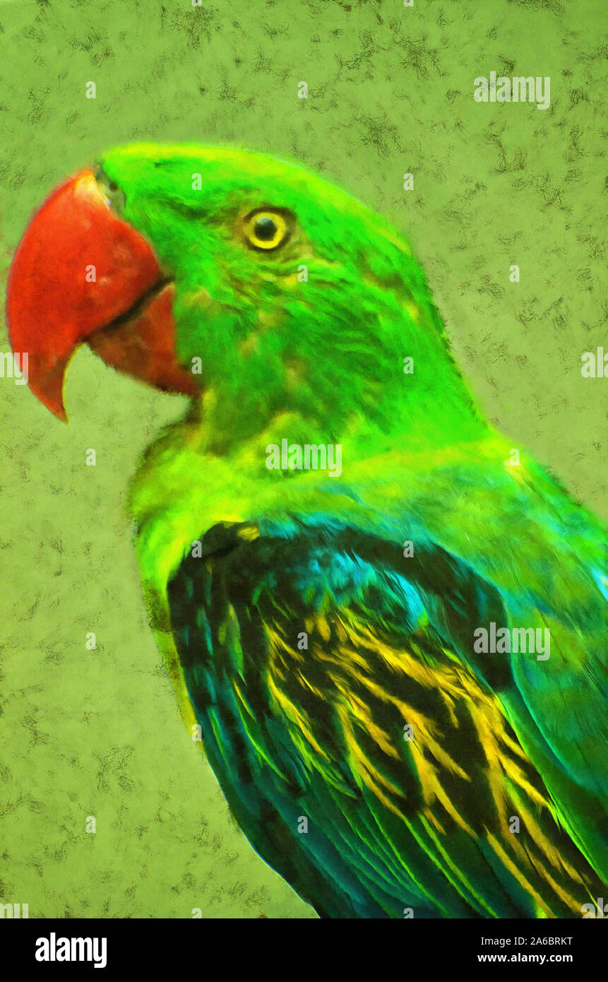 Black Shouldered Parakeet High Resolution Stock Photography and Images ...