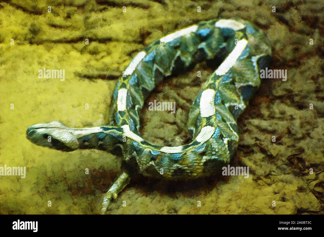 Gabon Viper Picture High Resolution Stock Photography and Images - Alamy