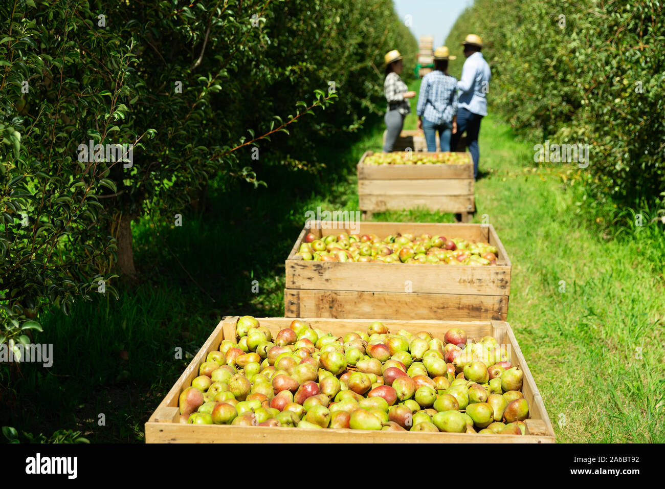Successful harvesting season. Boxes with harvested ripe pears standing ...