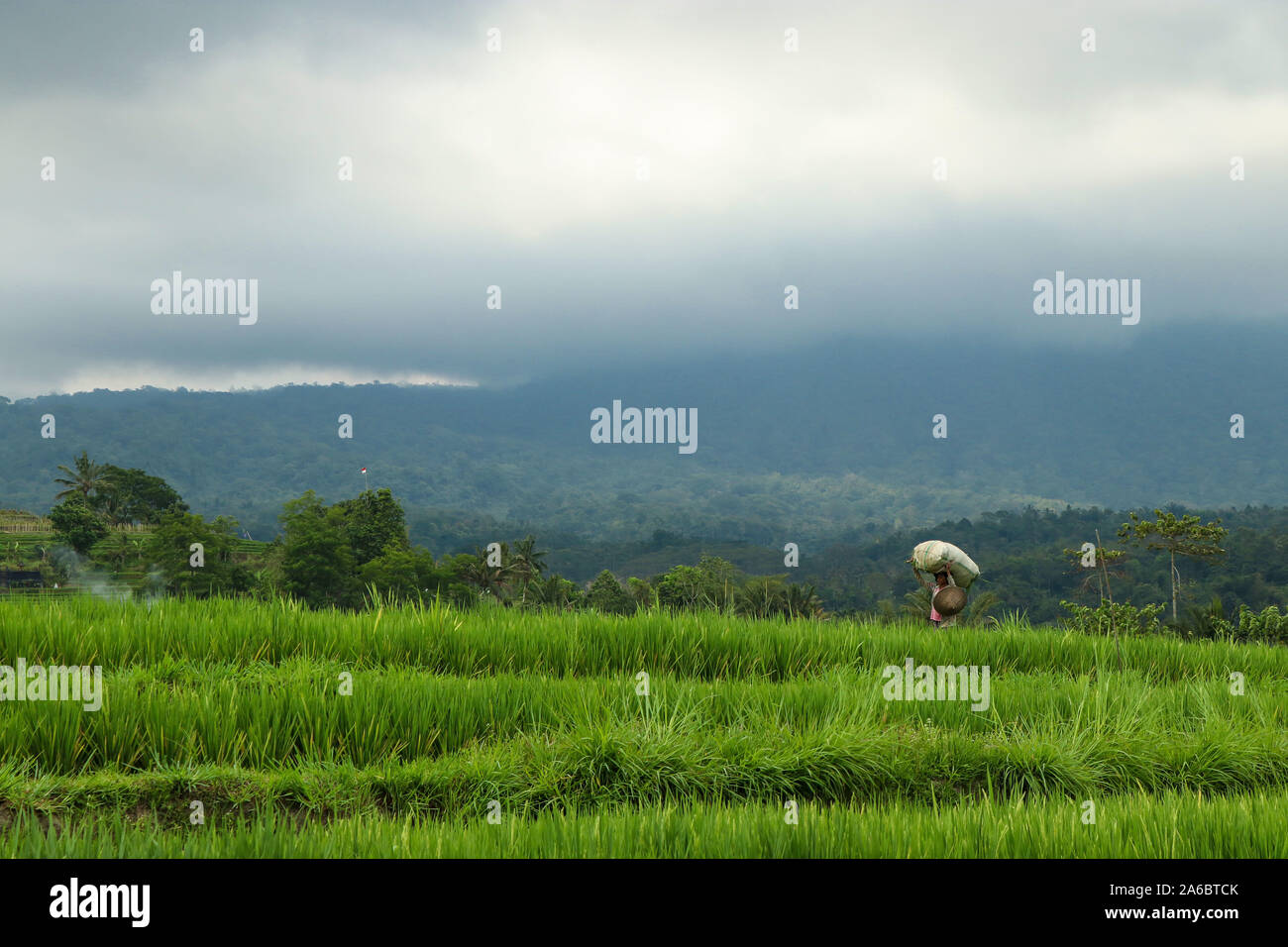 Rice harvesting in rice fields in Bali island, Indonesia, Jatiluwih ...