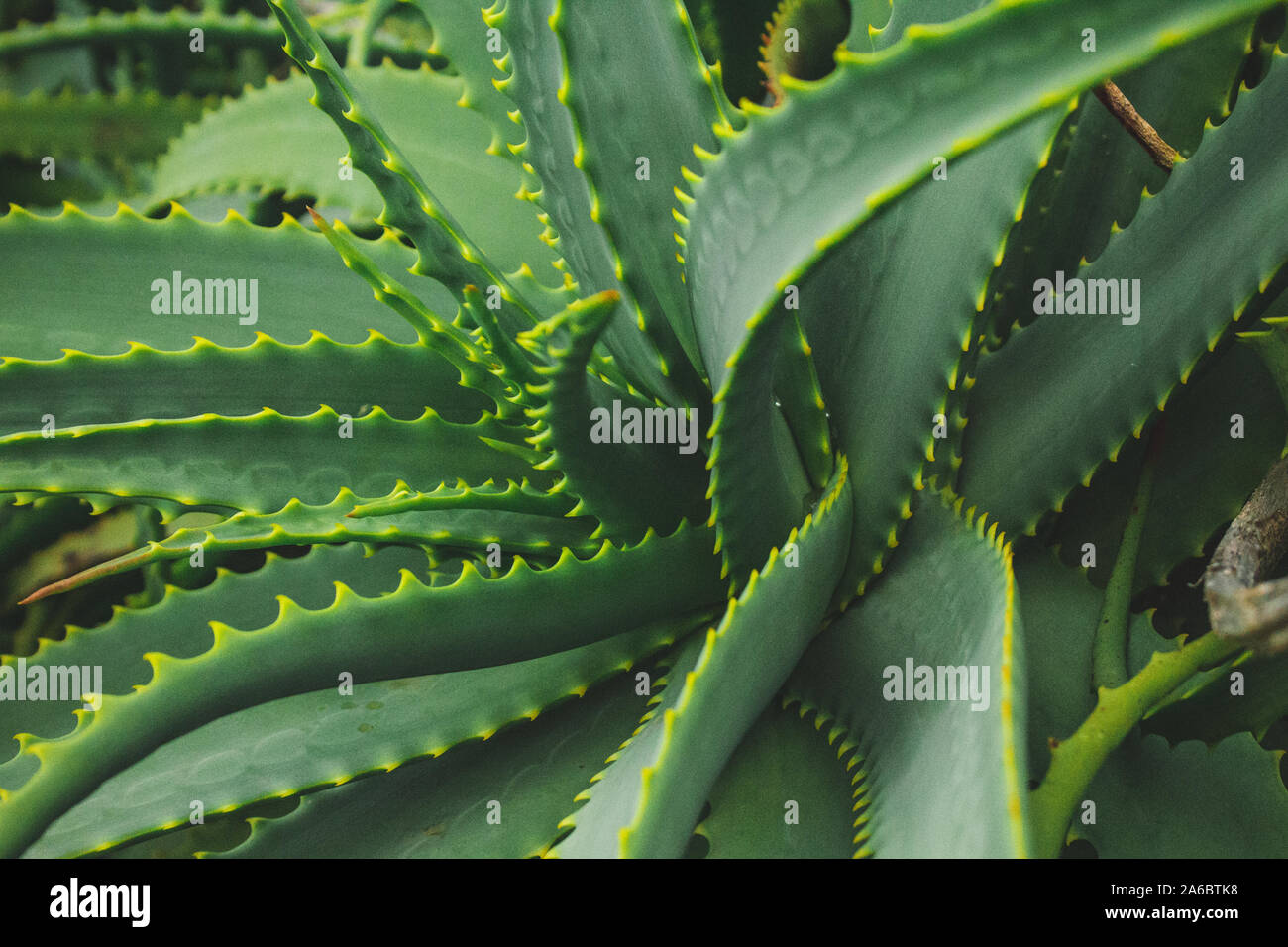 Wild aloe vera hi-res stock photography and images - Alamy