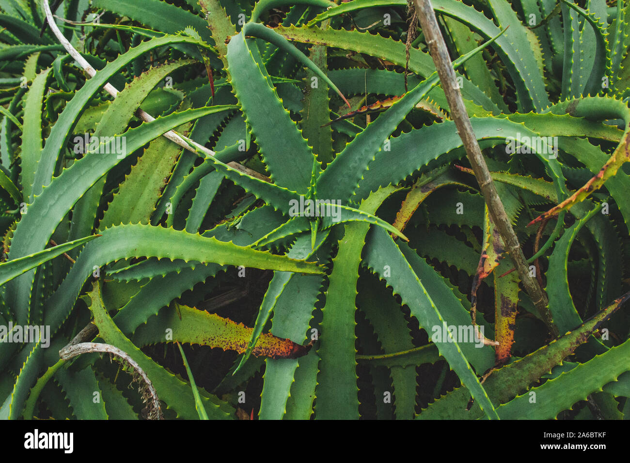 Wild Aloe Vera High Resolution Stock Photography and Images - Alamy