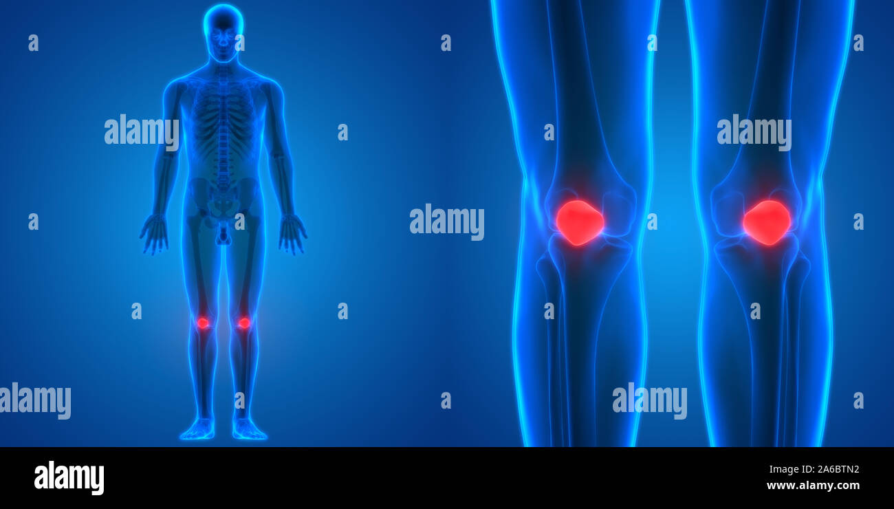 Human Skeleton System Bone Joints Anatomy Stock Photo - Alamy