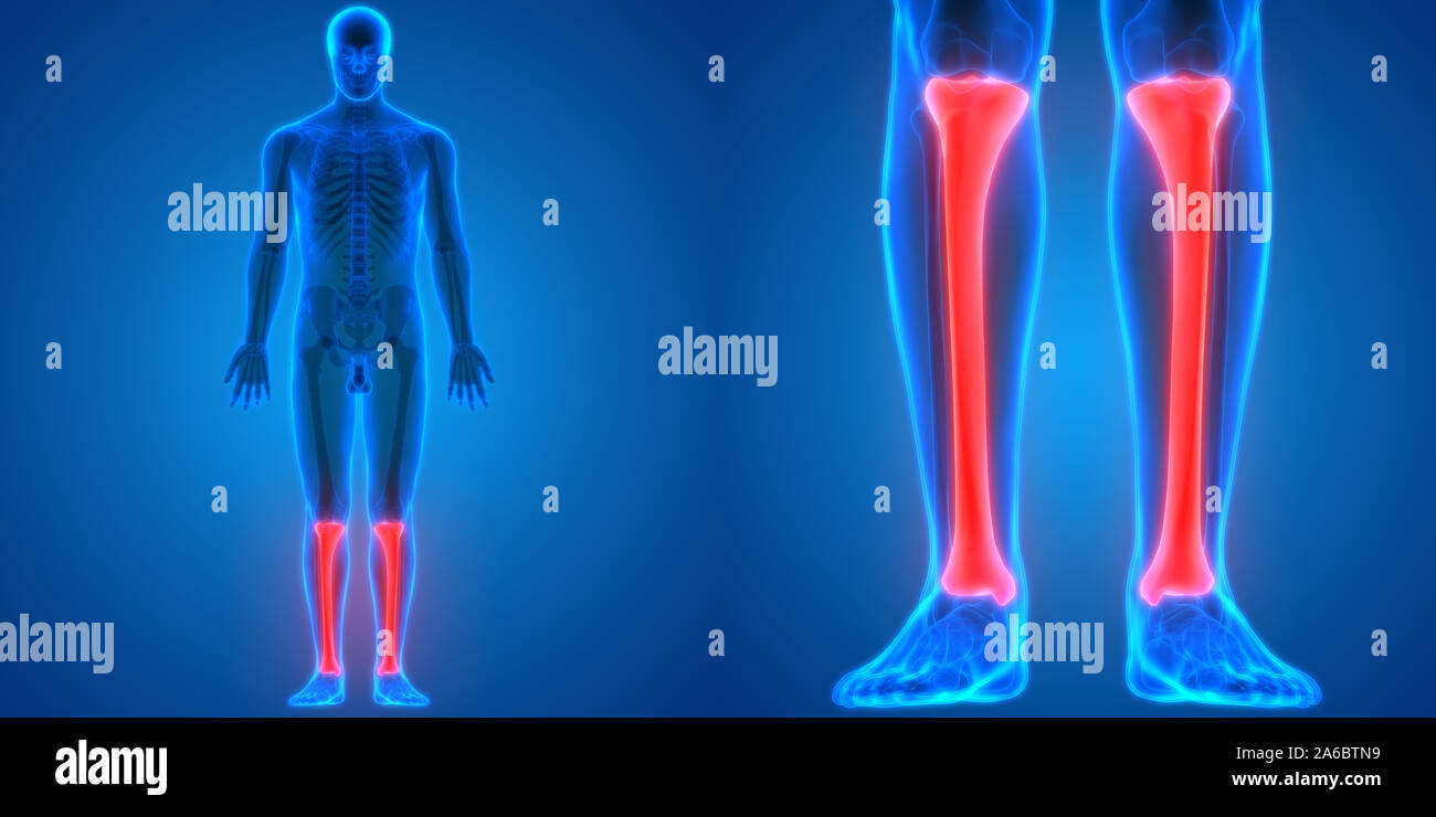 Human Skeleton System Bone Joints Anatomy Stock Photo - Alamy