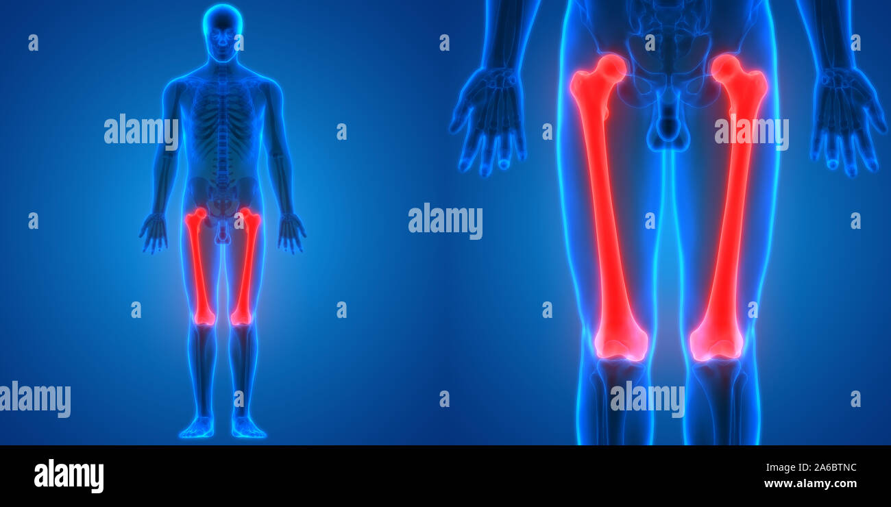 Human Skeleton System Bone Joints Anatomy Stock Photo - Alamy