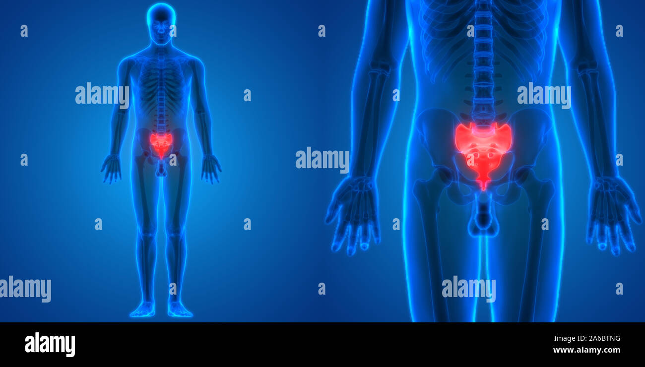 Vertebral Column Sacrum of Human Skeleton System Anatomy Stock Photo ...