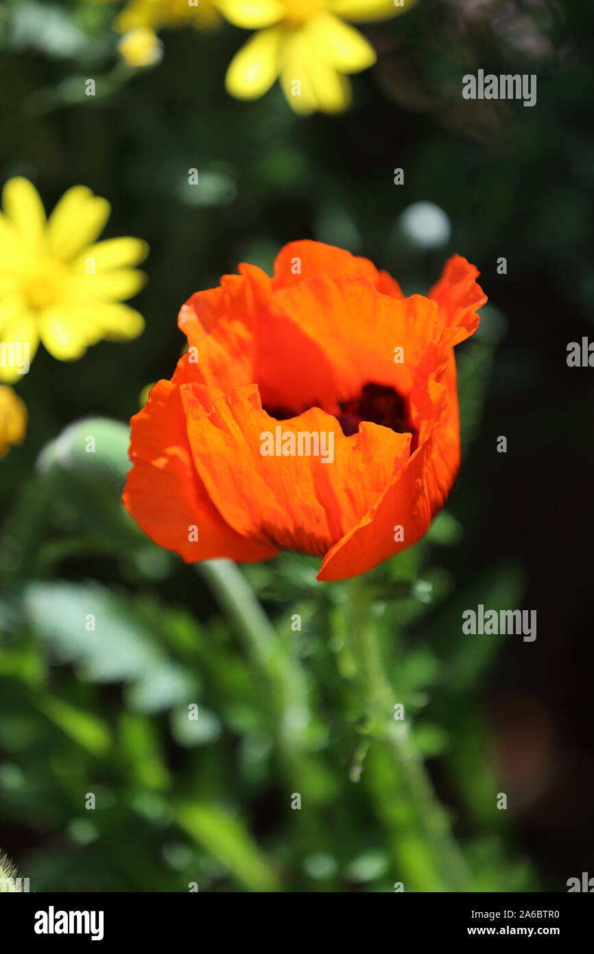Orange papaver hi-res stock photography and images - Alamy