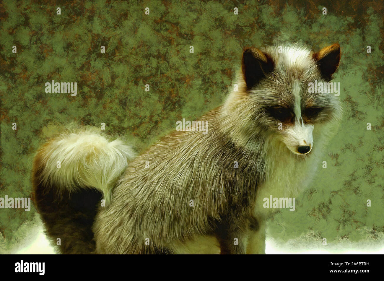 Fox Belyaev High Resolution Stock Photography and Images - Alamy