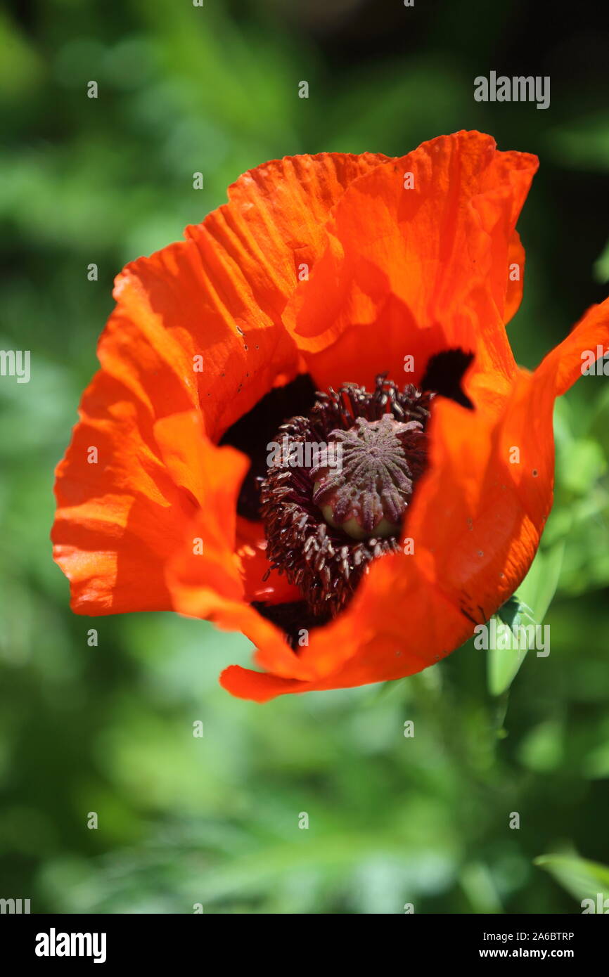 Open flower head of an orange Papaver Somniferum Stock Photo - Alamy