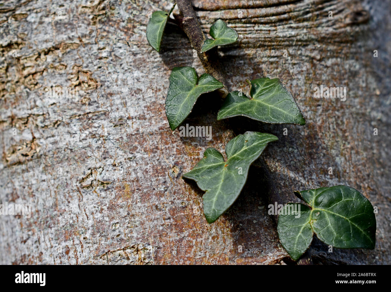 Tree trunk leaf leaves trees hi-res stock photography and images - Alamy
