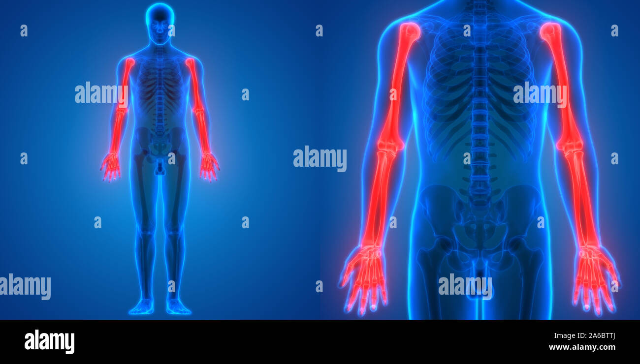 Human Skeleton System Bone Joints Anatomy Stock Photo - Alamy