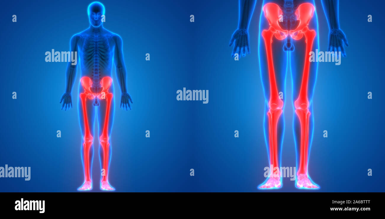 Human Skeleton System Bone Joints Anatomy Stock Photo - Alamy