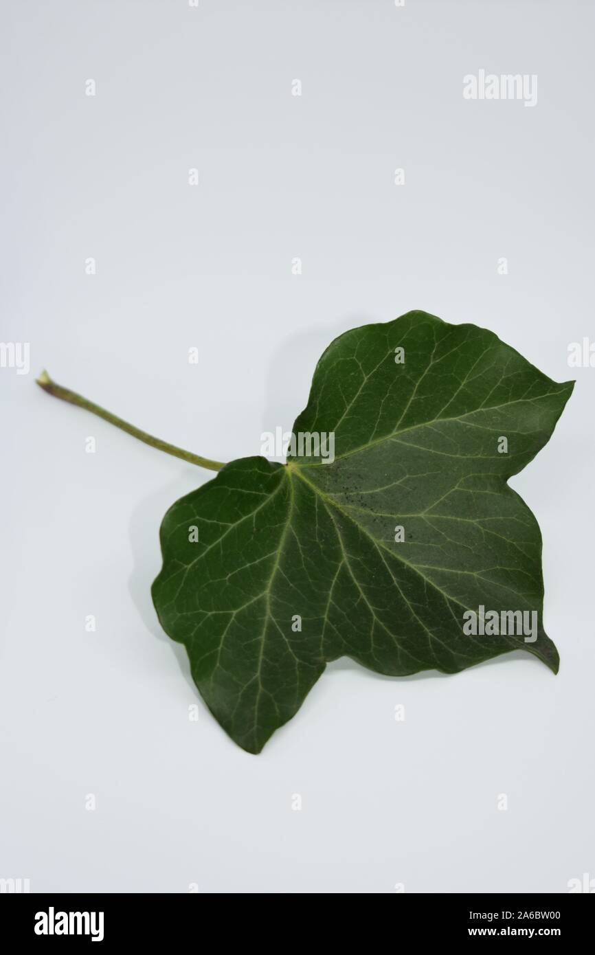 Single ivy leaf on a white background Stock Photo - Alamy