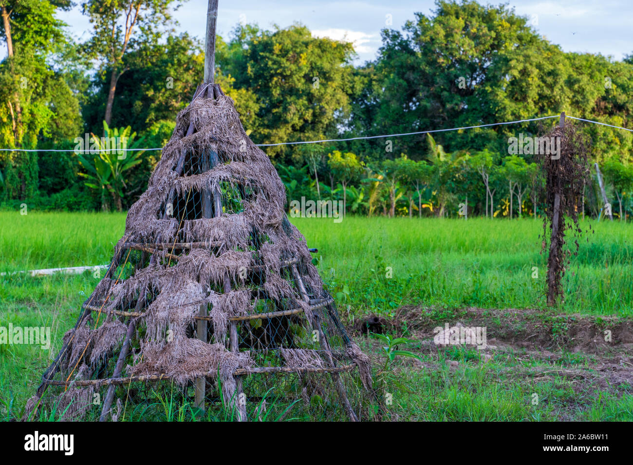 rusty hut in rice field Stock Photo - Alamy