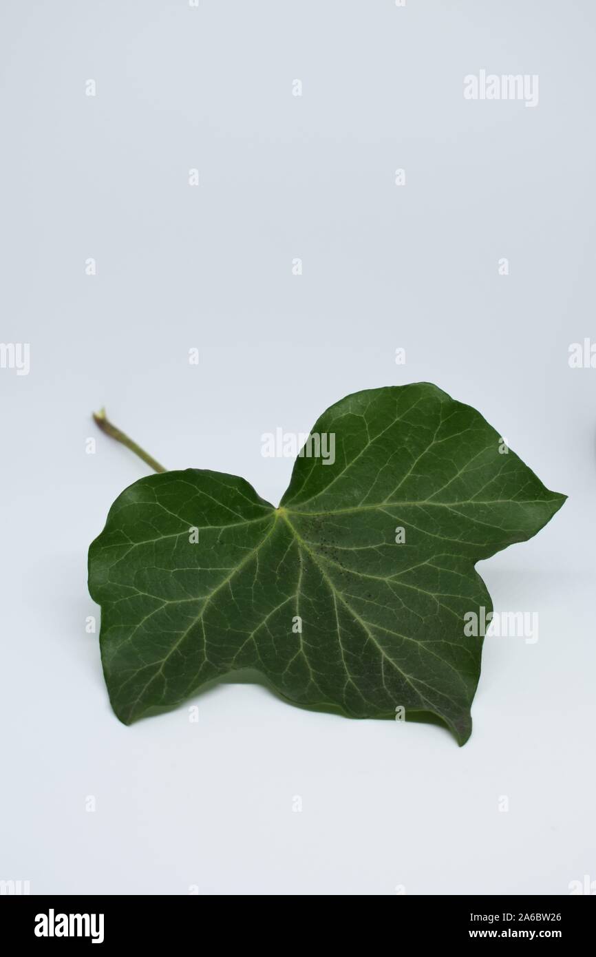 Single ivy leaf on a white background Stock Photo - Alamy