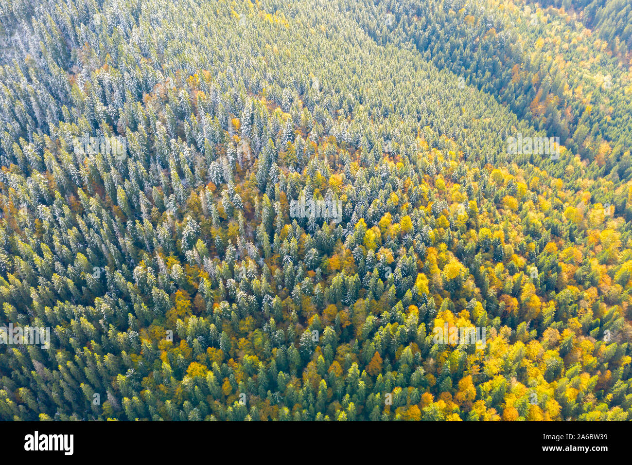 Golden autumn drone view of forest landscape with yellow trees from ...