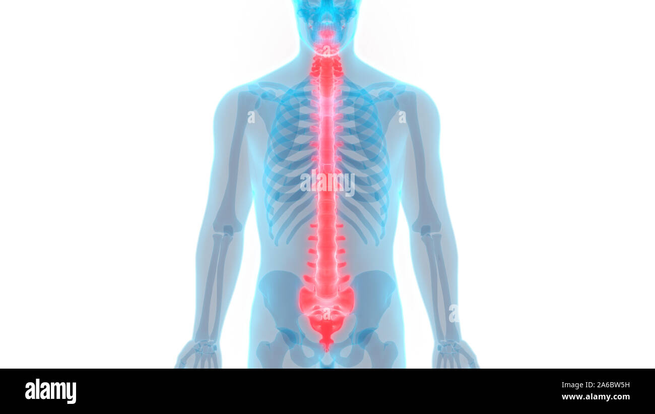 Vertebral Column of Human Skeleton System Anatomy Stock Photo - Alamy