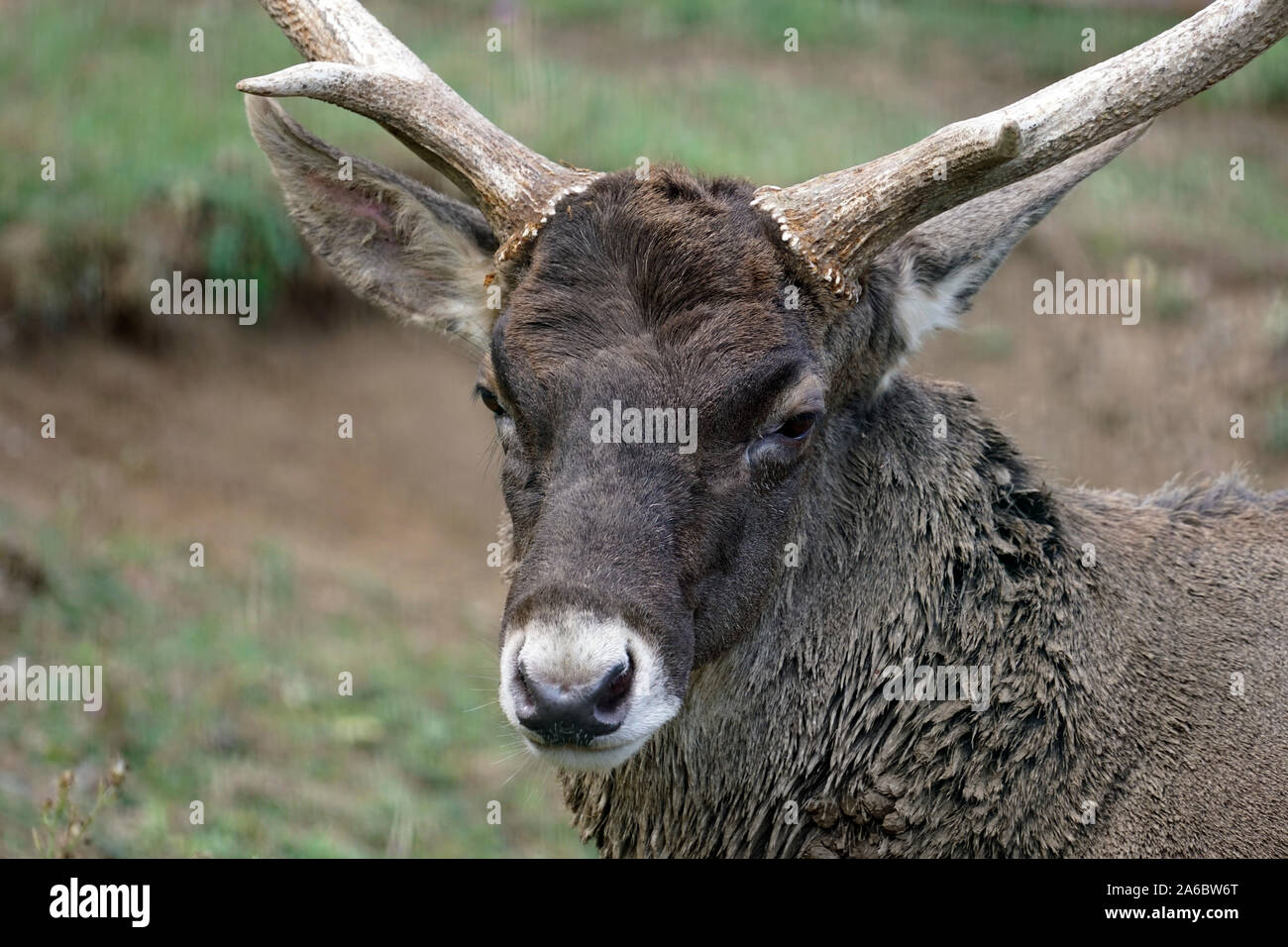 White Lipped Deer face close up Stock Photo - Alamy