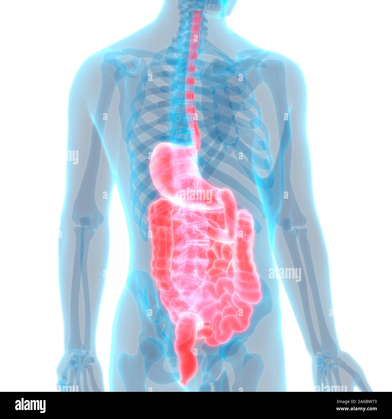 Human Internal Organs Digestive System Anatomy Stock Photo - Alamy