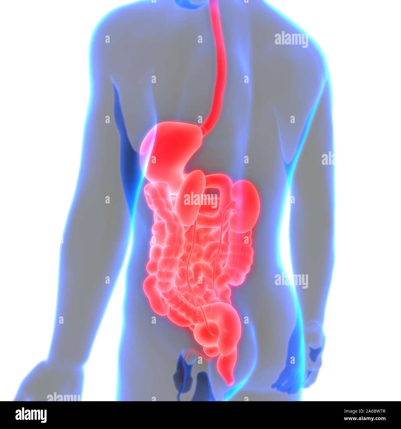 Human Internal Organs Digestive System Anatomy Stock Photo - Alamy