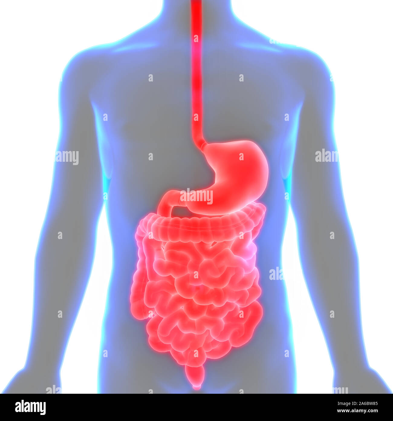 Human Internal Organs Digestive System Anatomy Stock Photo - Alamy