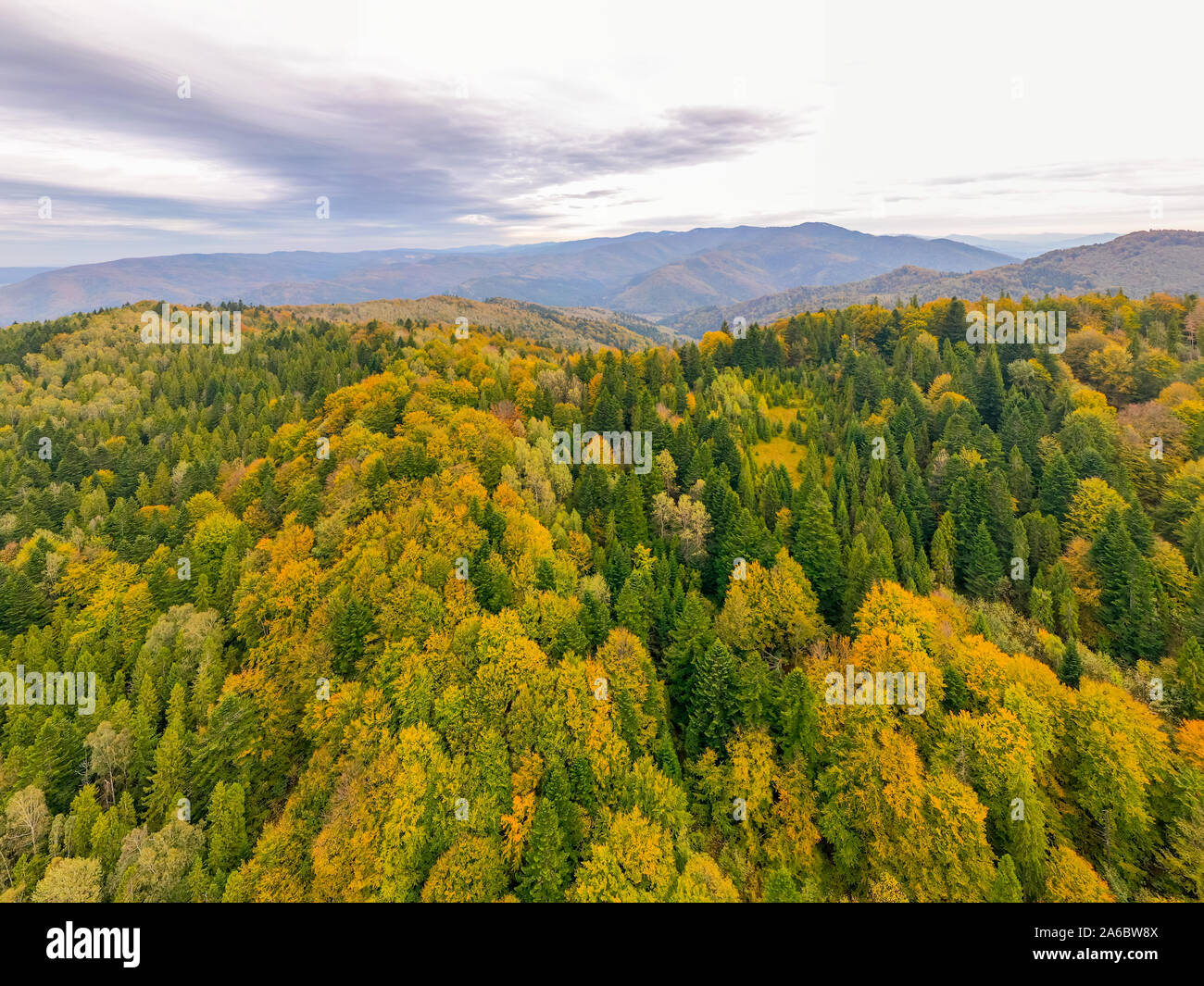 Flying above colorful forest treetops hi-res stock photography and ...