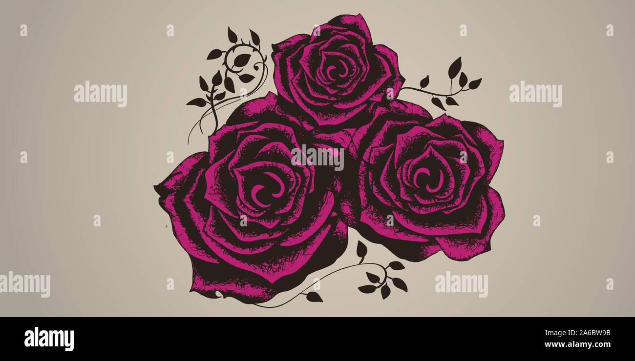 Three roses in vintage style illustration banner Stock Photo - Alamy