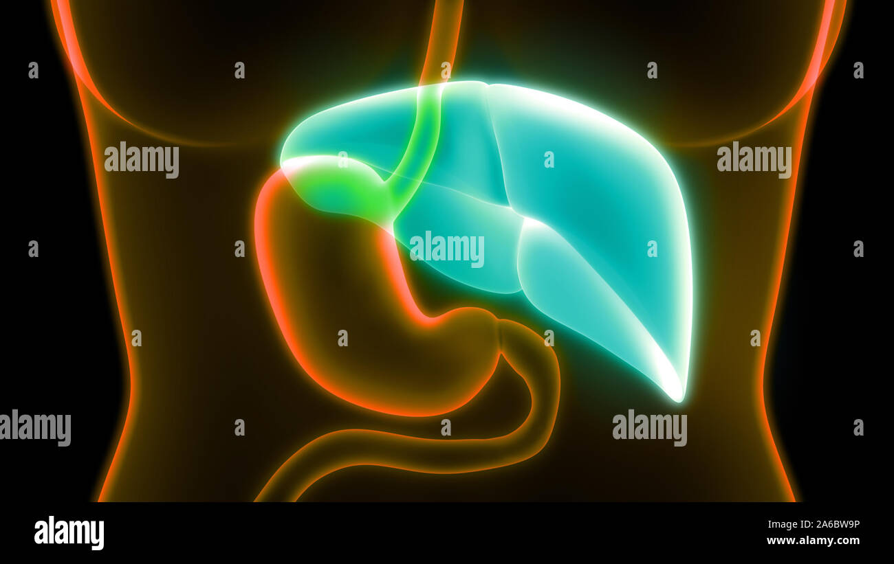 Human Internal Digestive Organ Liver Anatomy Stock Photo - Alamy