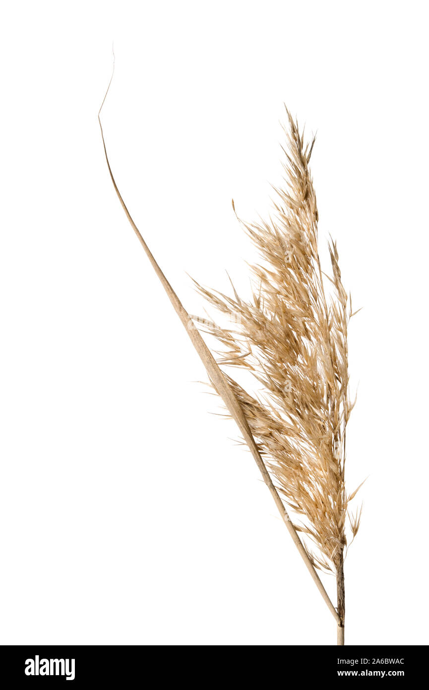 Common reed (Phragmites australis) seed head isolated on white Stock ...