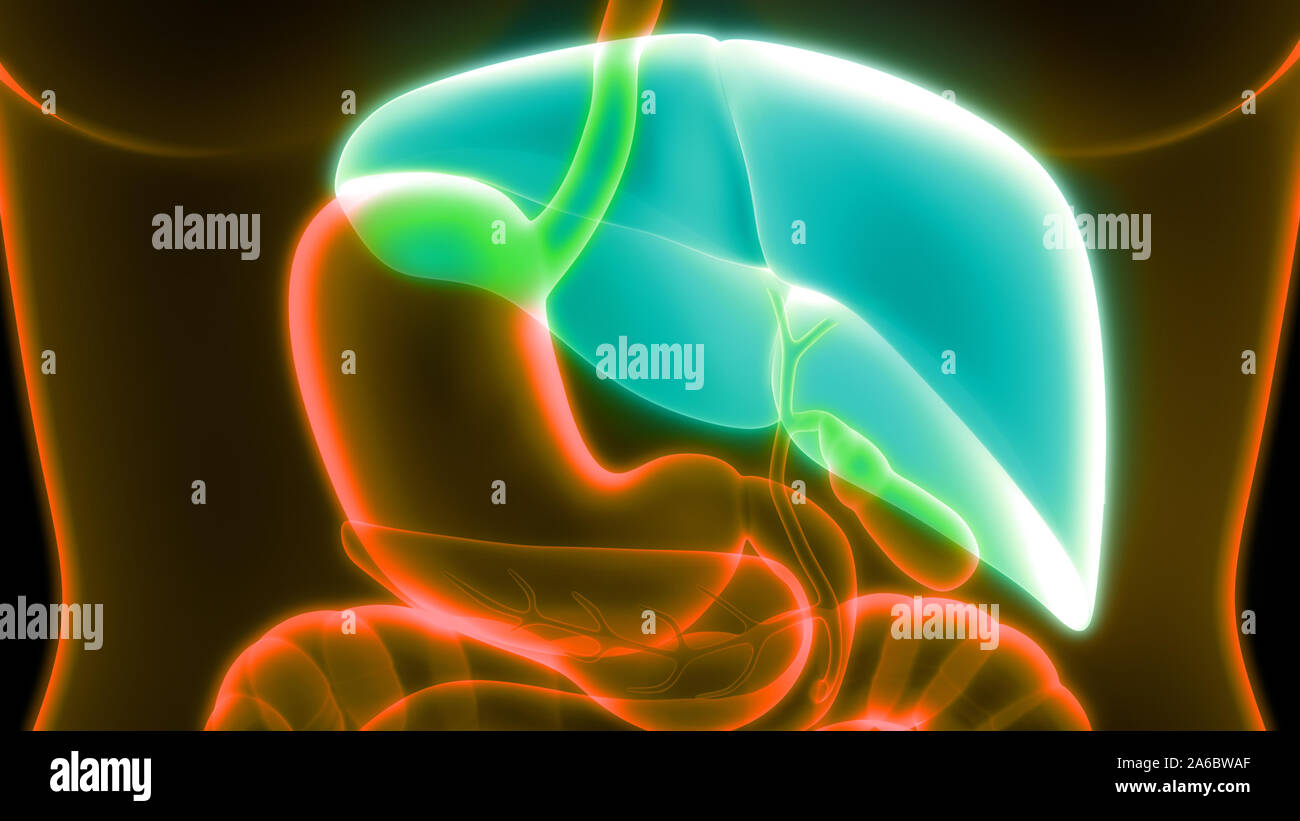Human Internal Digestive Organ Liver Anatomy Stock Photo - Alamy