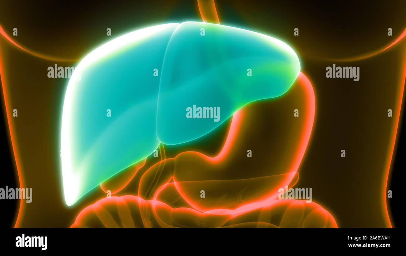 Human Internal Digestive Organ Liver Anatomy Stock Photo - Alamy