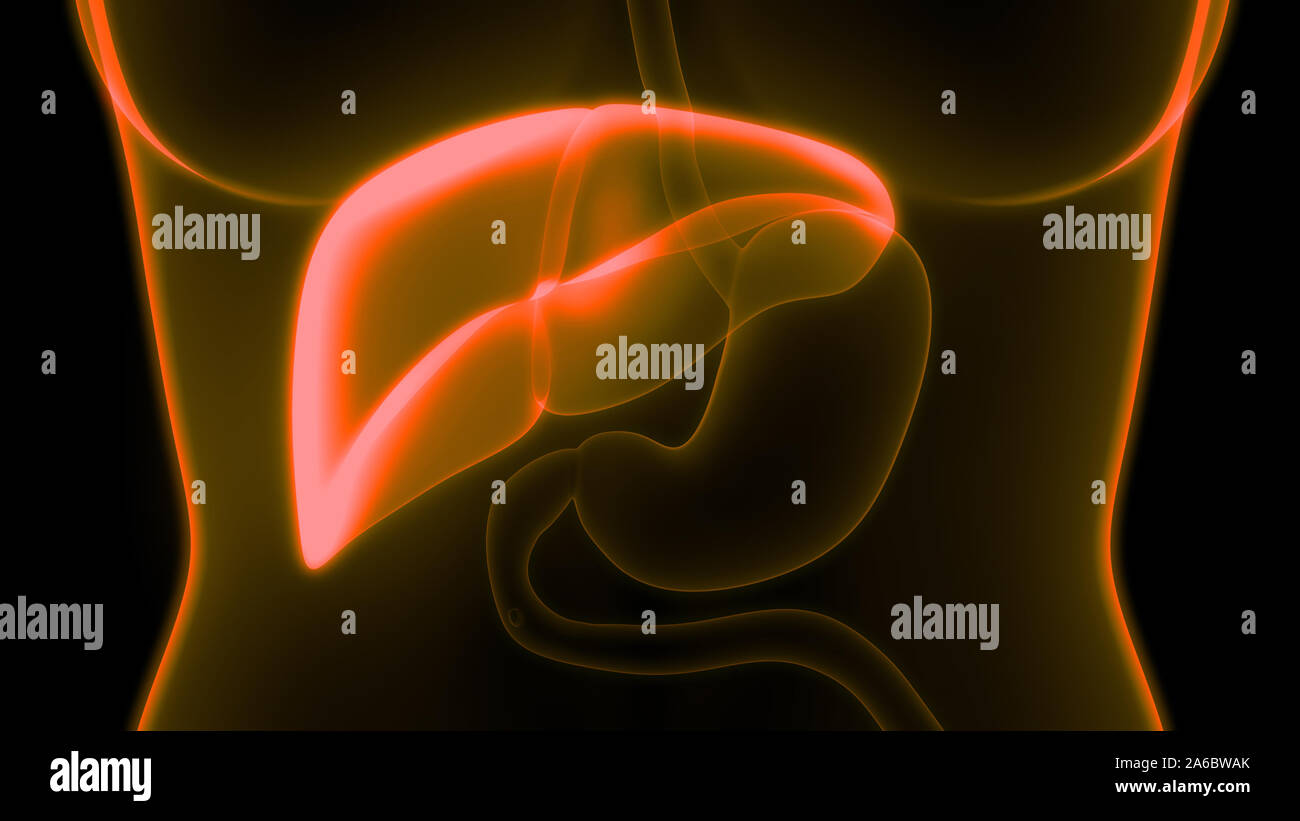 Human Internal Digestive Organ Liver Anatomy Stock Photo - Alamy