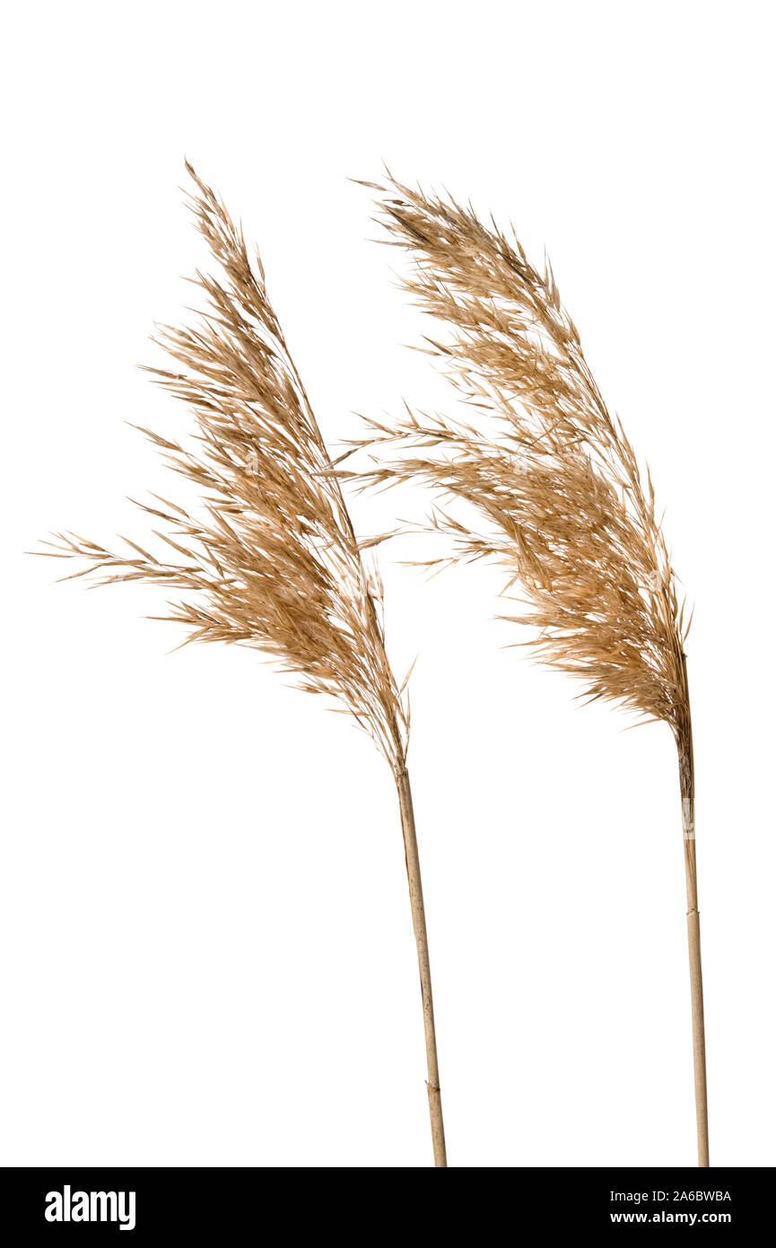 Reed hi-res stock photography and images - Alamy
