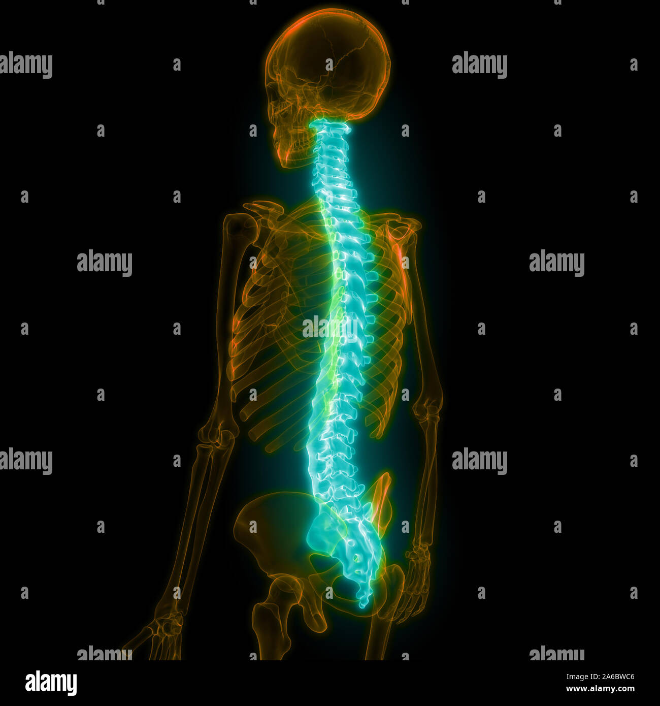 Vertebral Column of Human Skeleton System Anatomy Stock Photo - Alamy