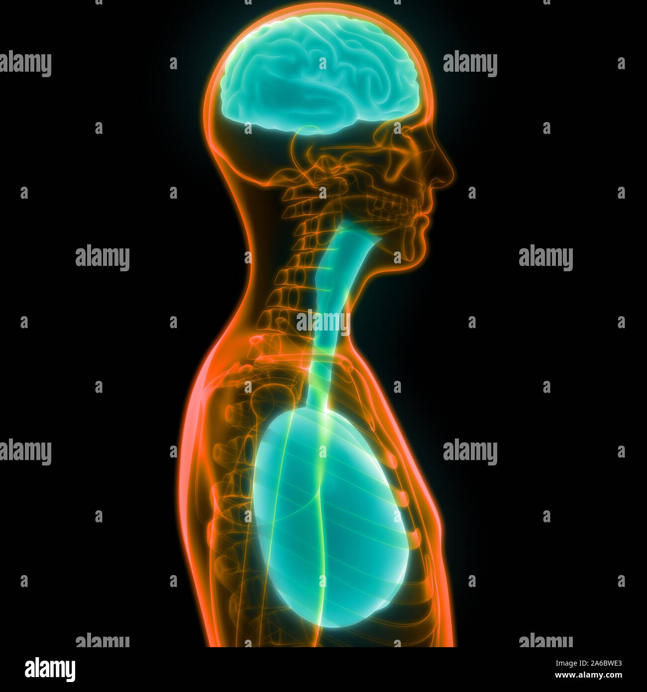 Human Internal Organs Brain with Respiratory System Anatomy Stock Photo ...